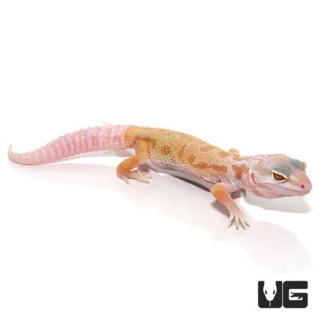 Albino Leucistic Leopard Geckos (Eublepharis macularius) For Sale ...