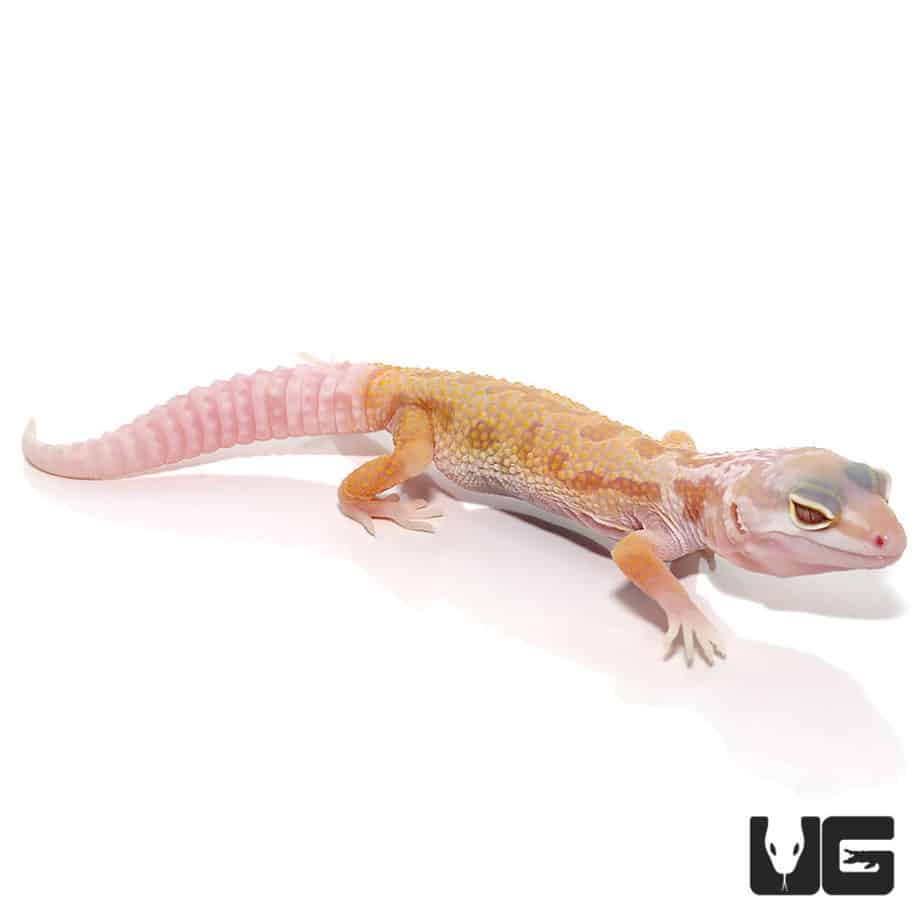 Leopard Geckos For Sale - Underground Reptiles