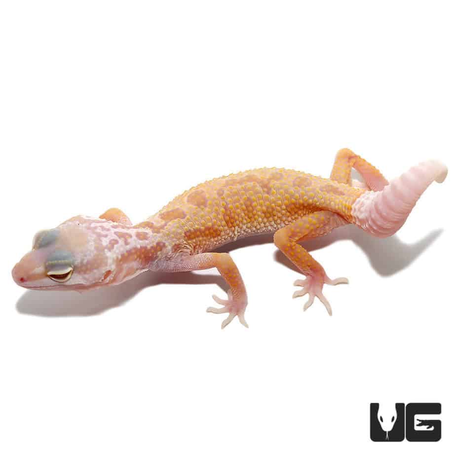 Albino Leucistic Leopard Geckos (Eublepharis macularius) For Sale ...