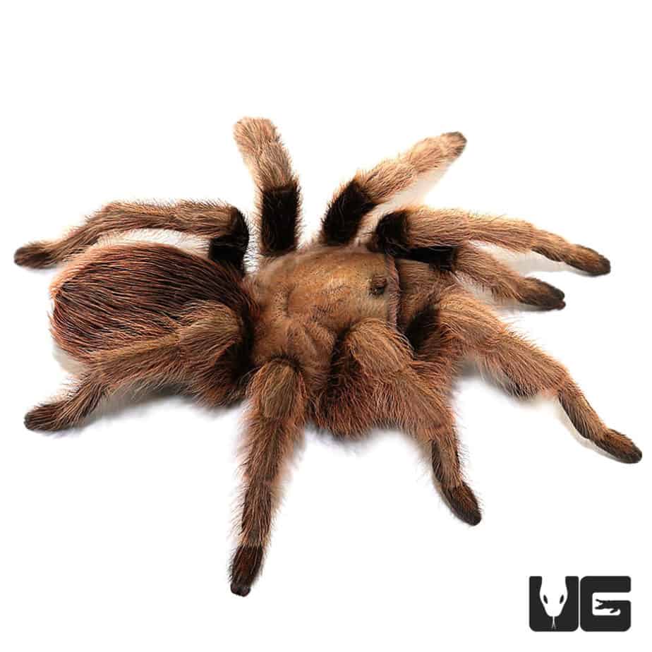 Arizona Blonde Tarantulas (Aphonopelma chalcodes) For Sale ...