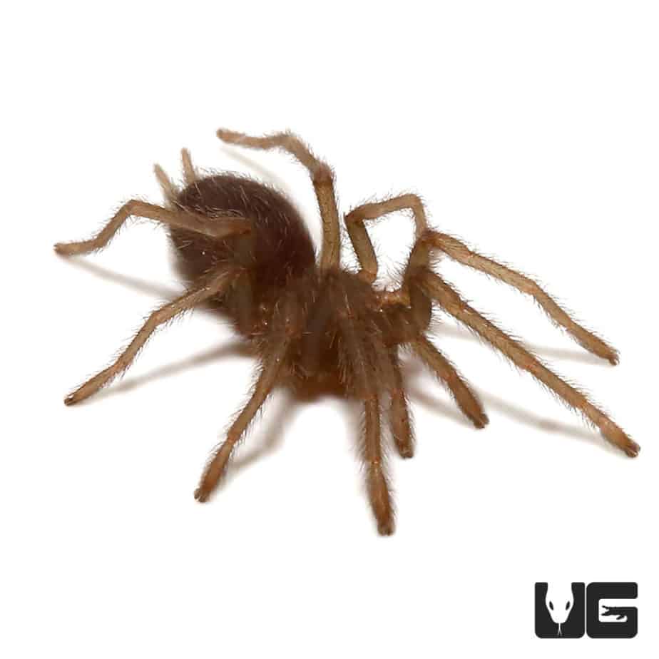 Australian Barking Spider (.25 - .75'') - Underground Reptiles