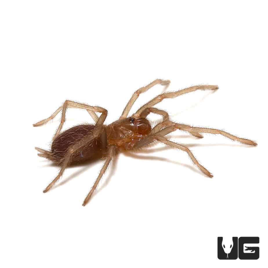 Australian Barking Spider (.25 - .75'') - Underground Reptiles