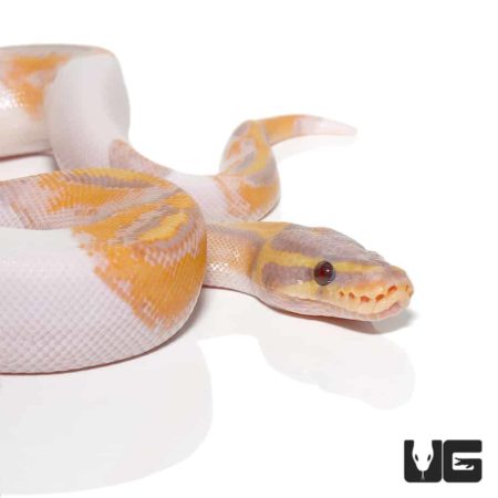 Ball Pythons For Sale - Underground Reptiles