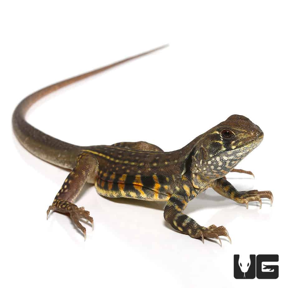 Baby Butterfly Agama (Leiolepis guttata) For Sale - Underground Reptiles