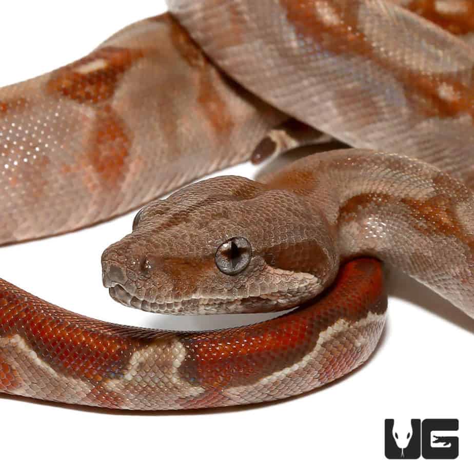 Baby T+ Albino Central American Boa (Boa constrictor imperator) For ...