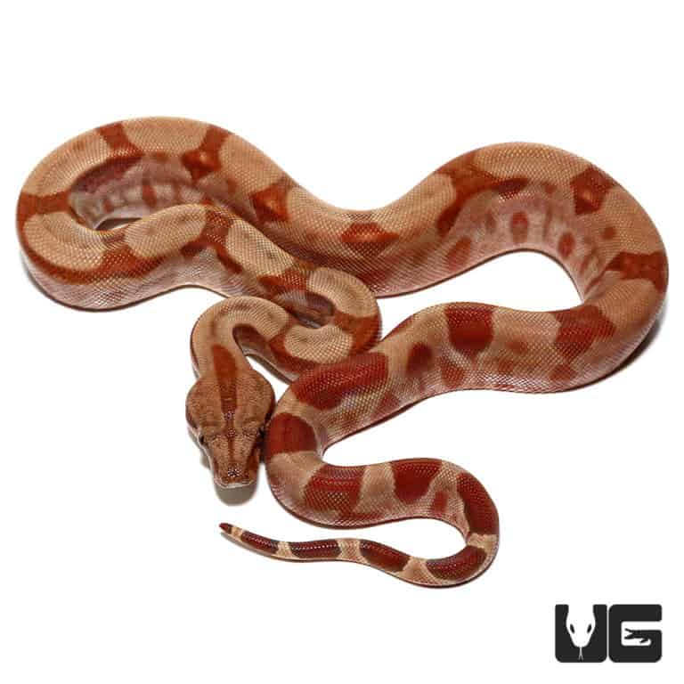 Baby T+ Albino Sunglow Central American Boa - Underground Reptiles