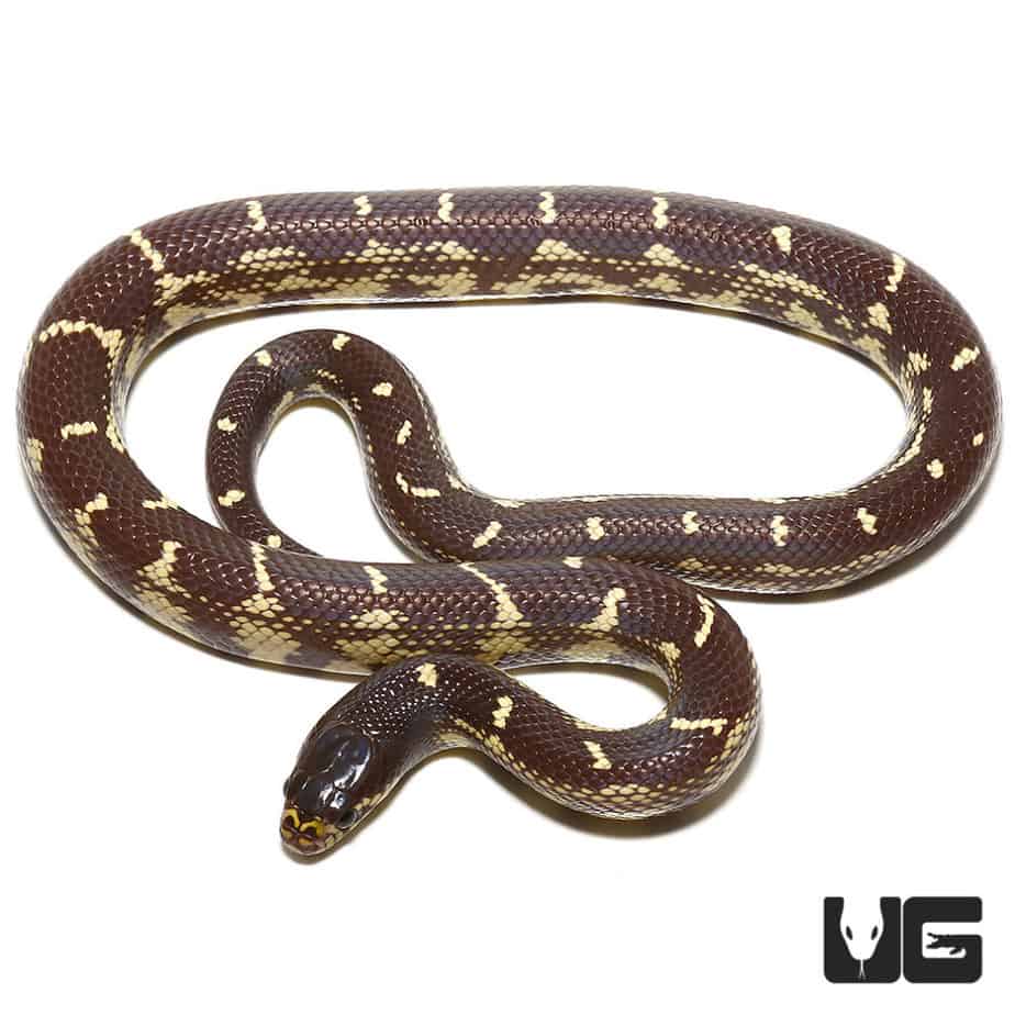 Yearling Chocolate California Kingsnake for sale - Underground Reptiles
