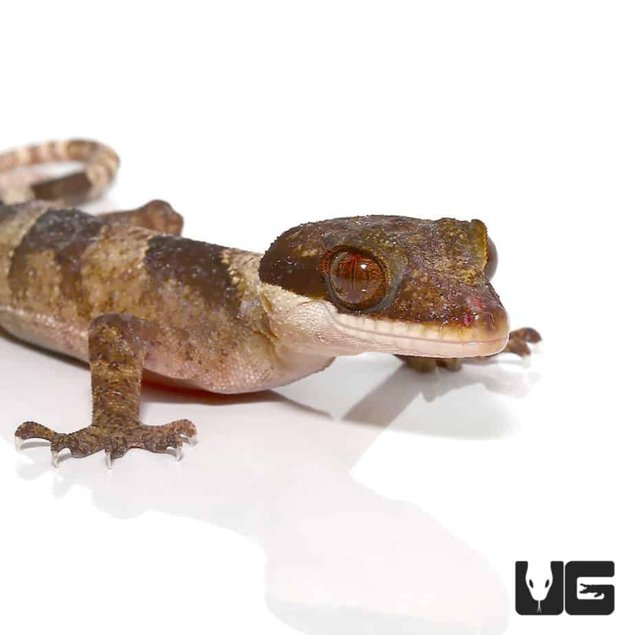 Giant Bent Toed Geckos For Sale - Underground Reptiles