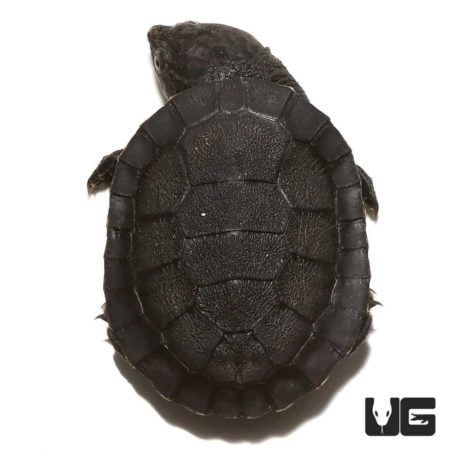 Baby Gibba Gibba Turtles (Phrynops gibbus) For Sale - Underground Reptiles