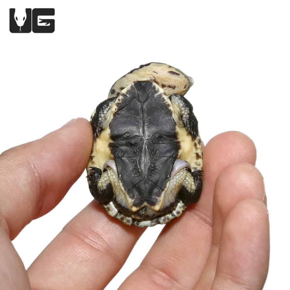 Baby Gibba Gibba Turtles (Phrynops gibbus) For Sale - Underground Reptiles