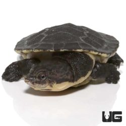 Baby Gibba Gibba Turtles (Phrynops gibbus) For Sale - Underground Reptiles
