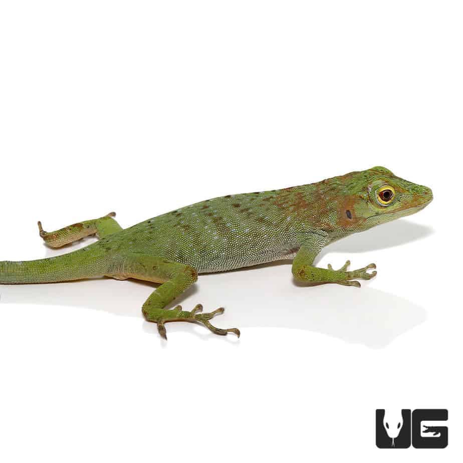 Baby Neotropical Green Anole - Underground Reptiles