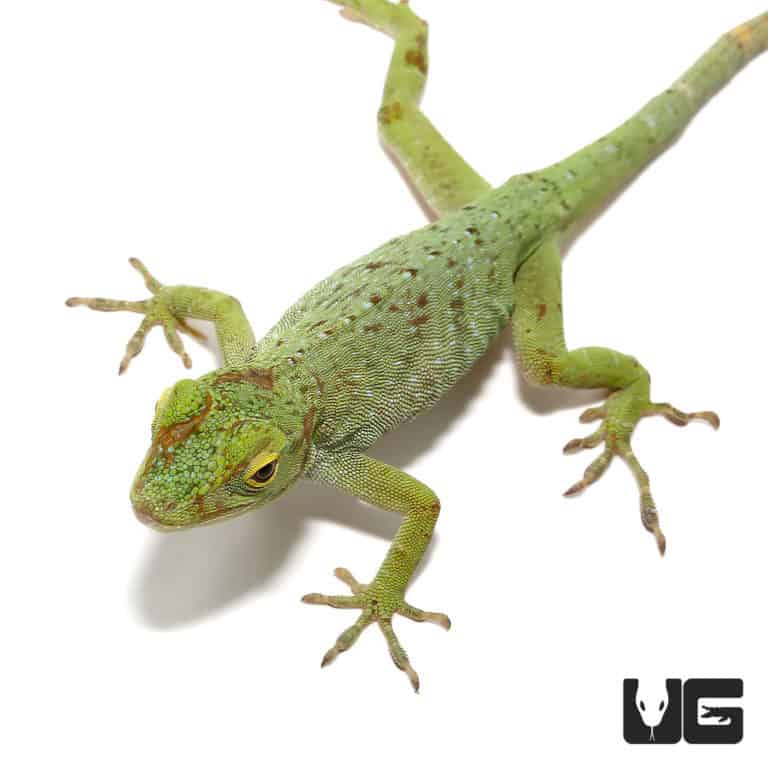Baby Neotropical Green Anole - Underground Reptiles