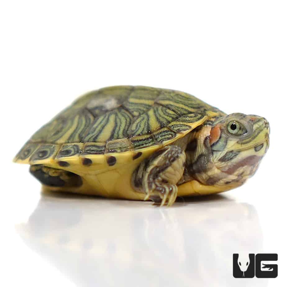 Baby Pastel Red Ear Slider Turtle For Sale - Underground Reptiles