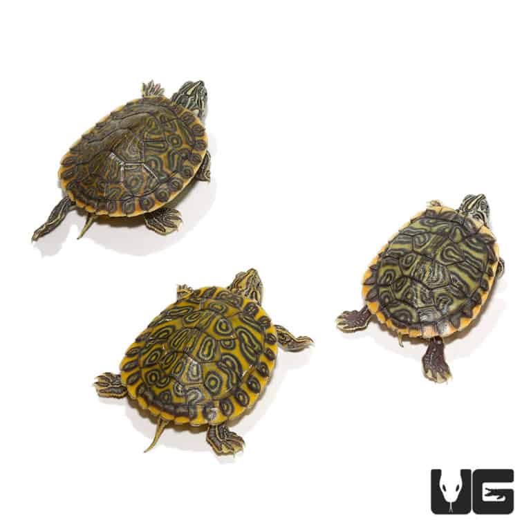 Yearling Southern River Cooter Turtle For Sale - Underground Reptiles