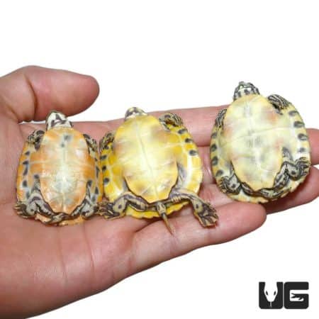 Yearling Southern River Cooter Turtle For Sale - Underground Reptiles