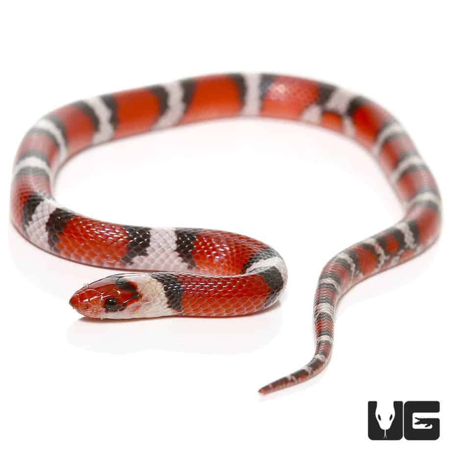 Scarlet Snakes (Lampropeltis triangulum elapsoides) For Sale ...