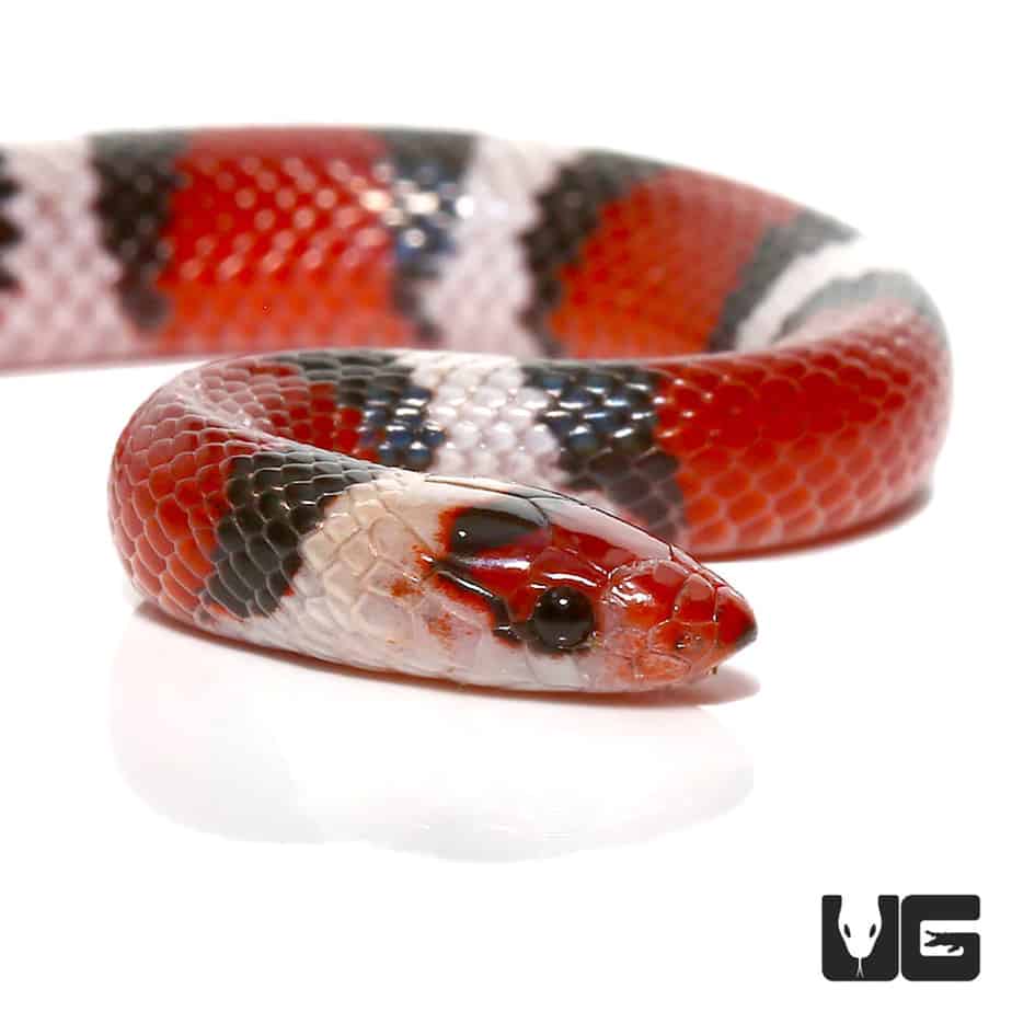 Scarlet Snakes (Lampropeltis triangulum elapsoides) For Sale ...