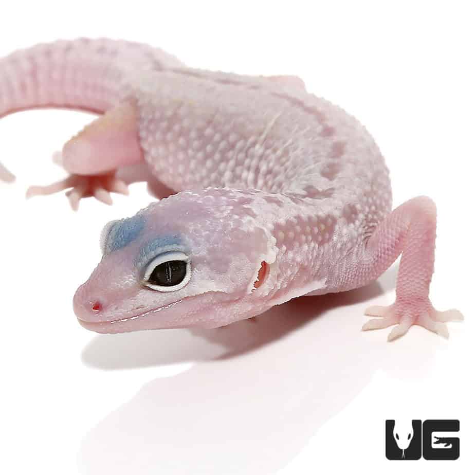 Leopard Geckos For Sale - Underground Reptiles