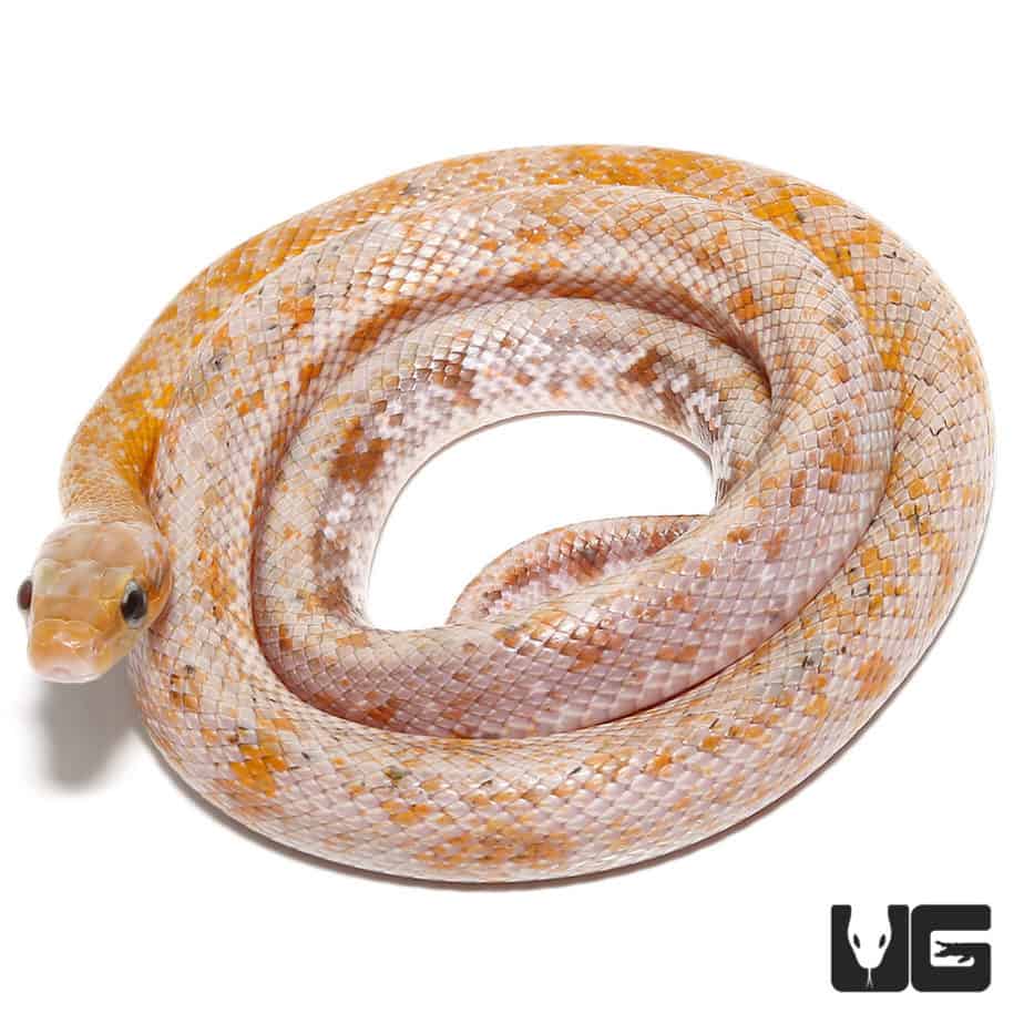 Baby Ringer Ball Python For Sale - Underground Reptiles