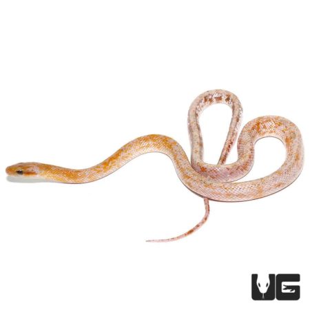 Baby Ringer Ball Python For Sale - Underground Reptiles