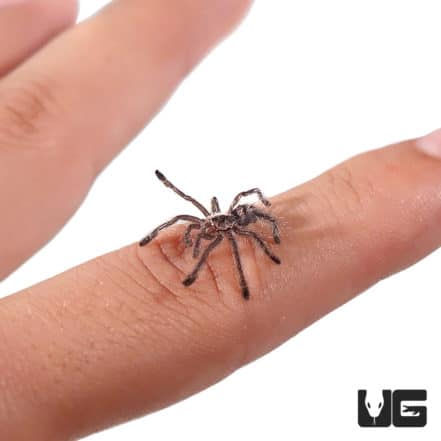 Colombian Purple Pinktoe Tarantula (Avicularia purple) For Sale ...