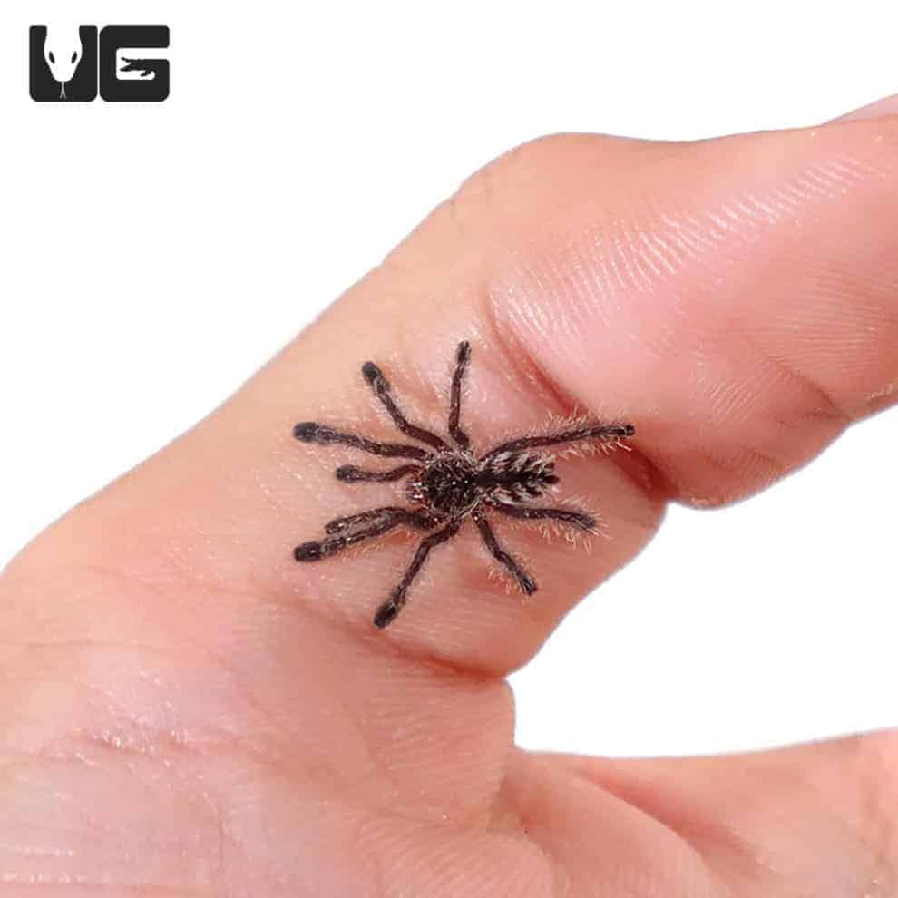 Colombian Purple Pinktoe Tarantula (Avicularia purple) For Sale ...