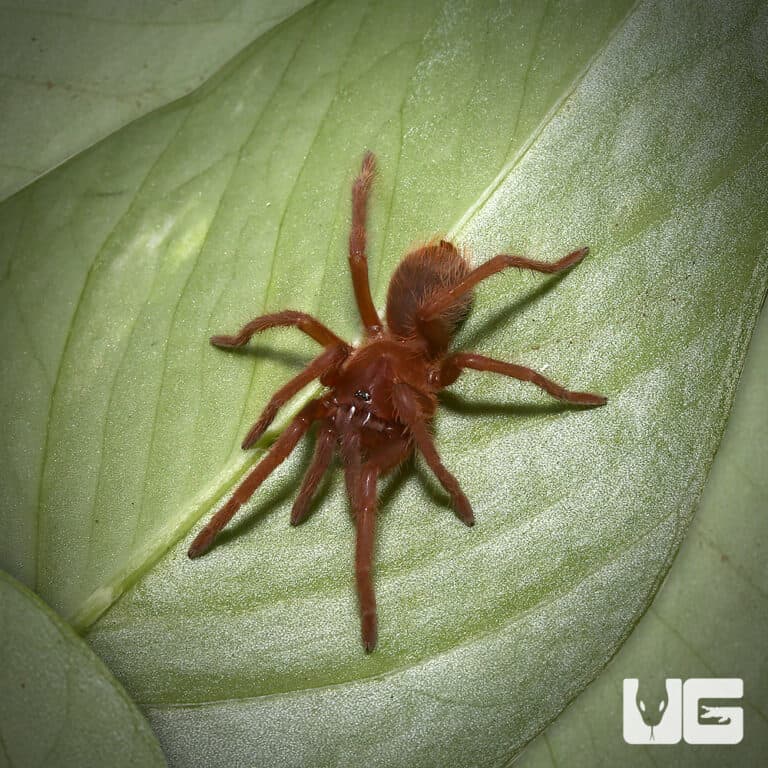 Cuban Dwarf Violet Tarantula (.25 - .75'') - Underground Reptiles
