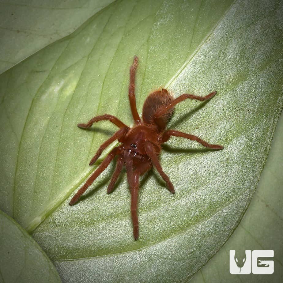 Cuban Dwarf Violet Tarantula (.25 - .75'') - Underground Reptiles