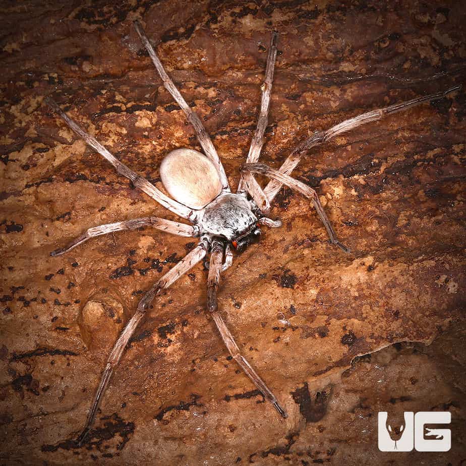 Inverts For Sale - Spiders, Scorpions & More - Underground Reptiles