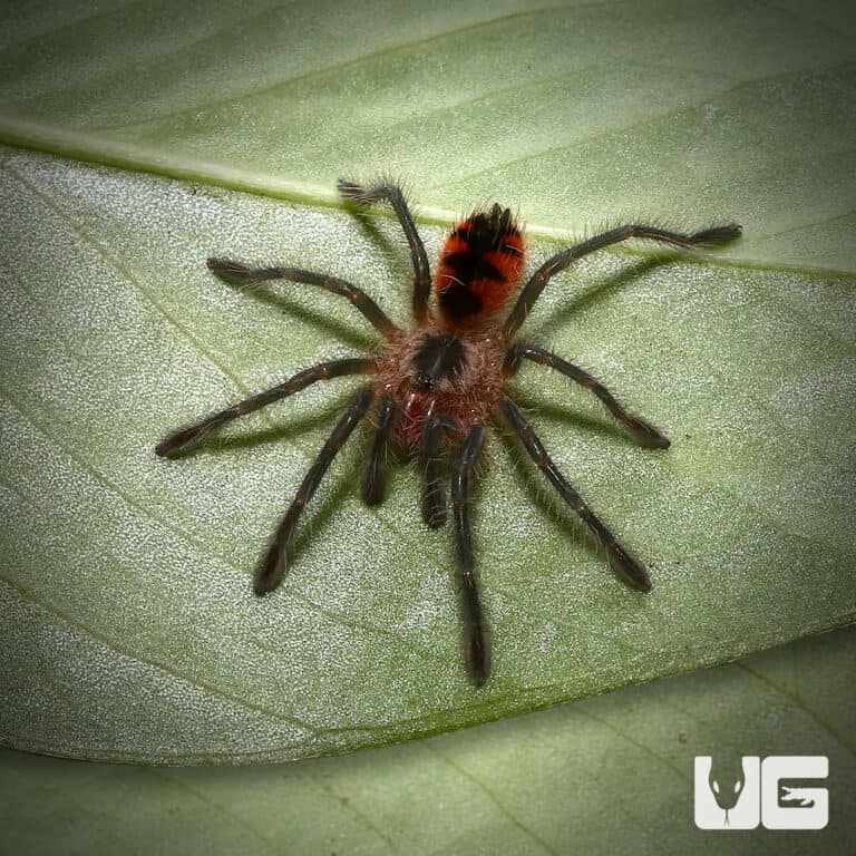 Ecuadorian Red Bloom Birdeater Tarantula (Pamphobeteus Vespertinus) For ...