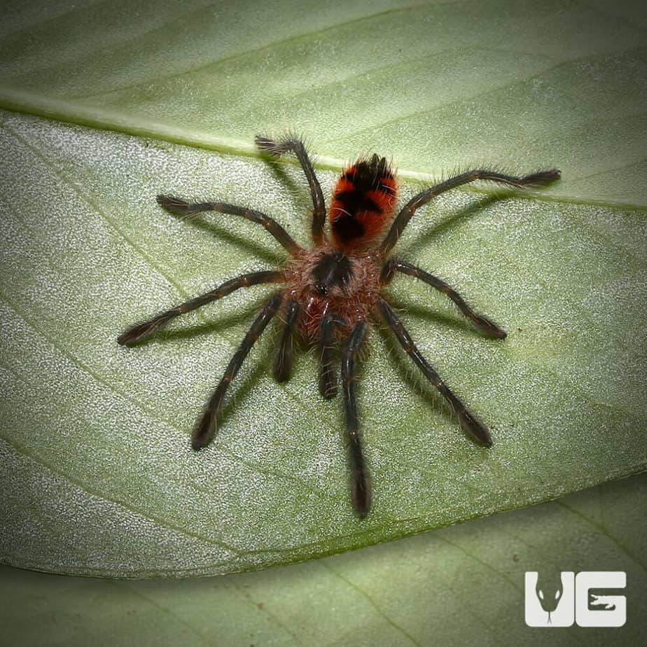 Ecuadorian Red Bloom Birdeater Tarantula (Pamphobeteus Vespertinus) For ...
