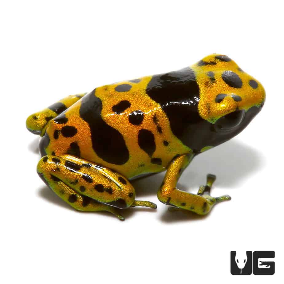 Bumblebee Dart Frogs (Dendrobates leucomelas) For Sale - Underground ...