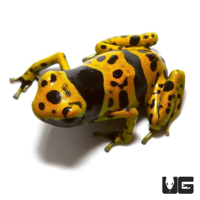 Bumblebee Dart Frogs (Dendrobates leucomelas) For Sale - Underground ...