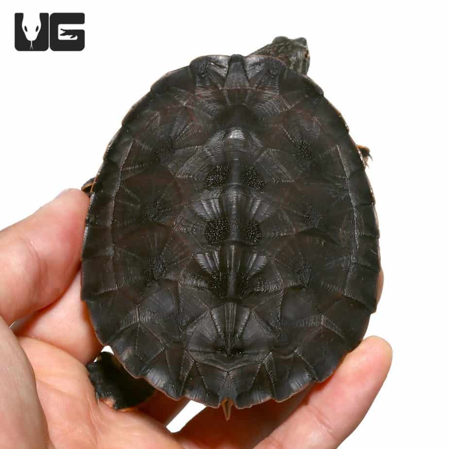 Baby Geoffrey’s Sideneck Turtles For Sale - Underground Reptiles