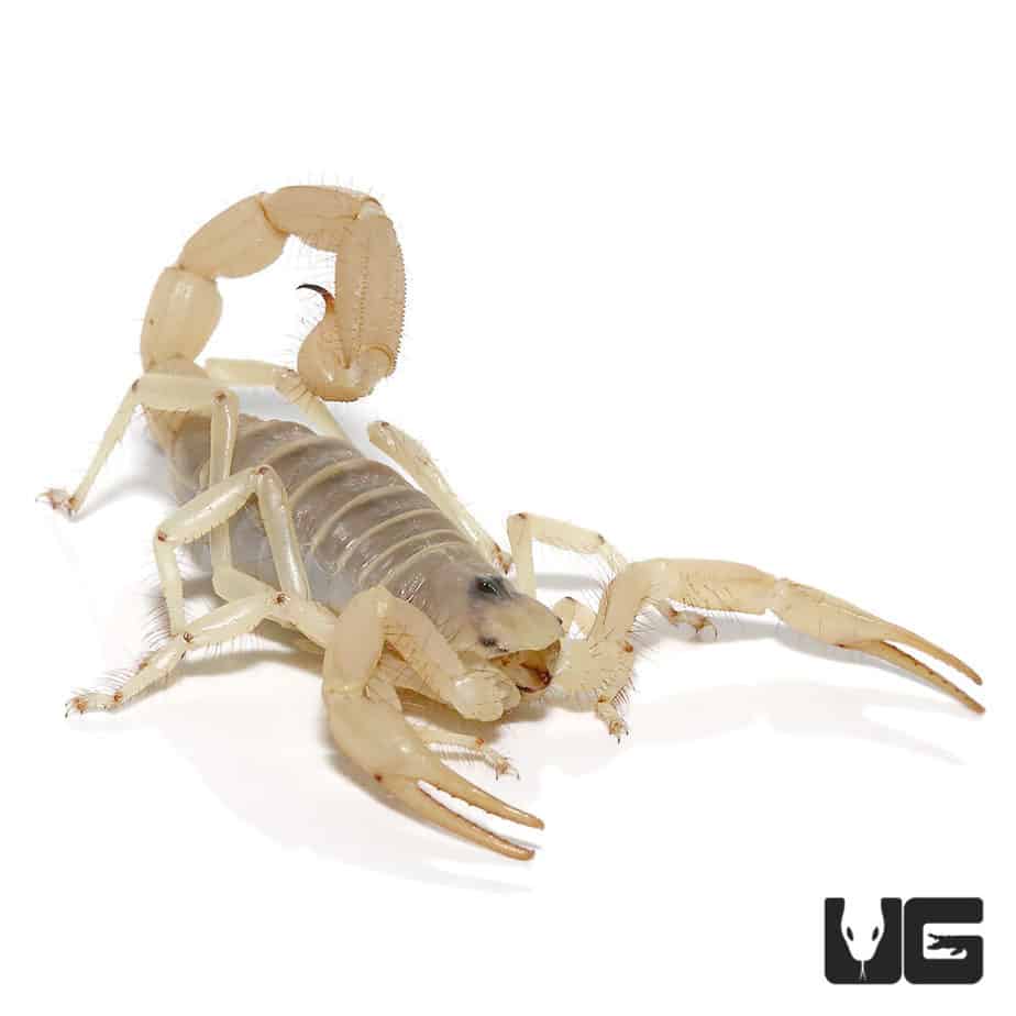Giant Blonde Desert Hairy Scorpion Pallid (Hadrurus arizonensis ...