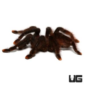 Goliath Pinktoe Tarantula (3 - 6'') - Underground Reptiles