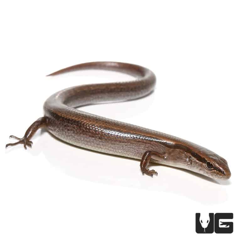 Solomon Island Ground Skinks For Sale - Underground Reptiles