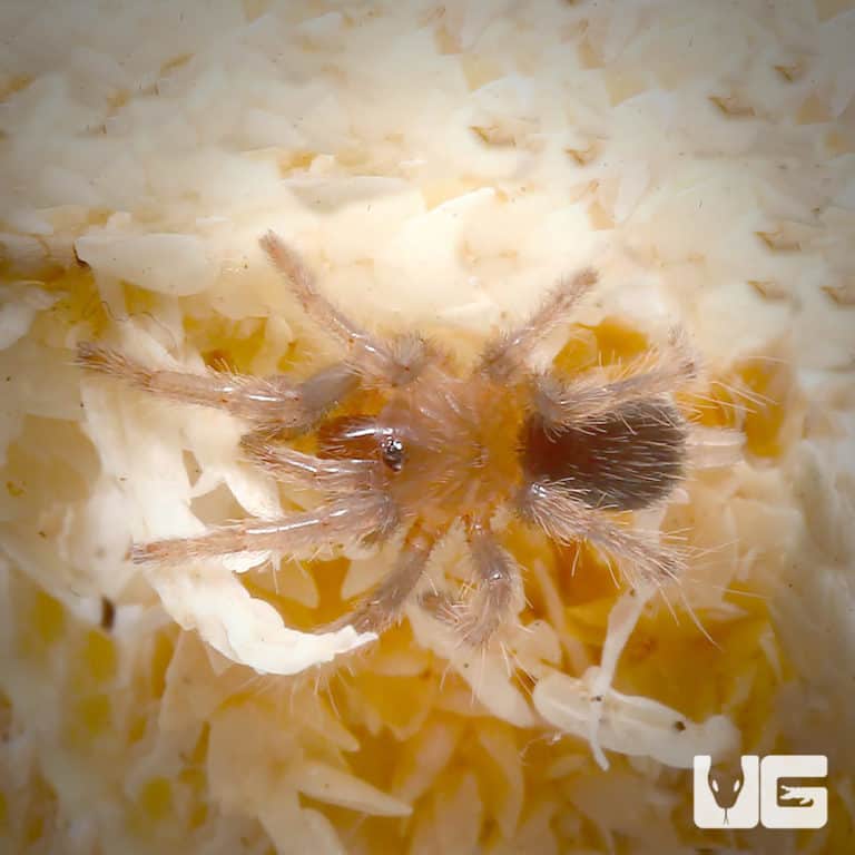 Guatemalan Tiger Rump Tarantula (Davus pentaloris) For Sale ...