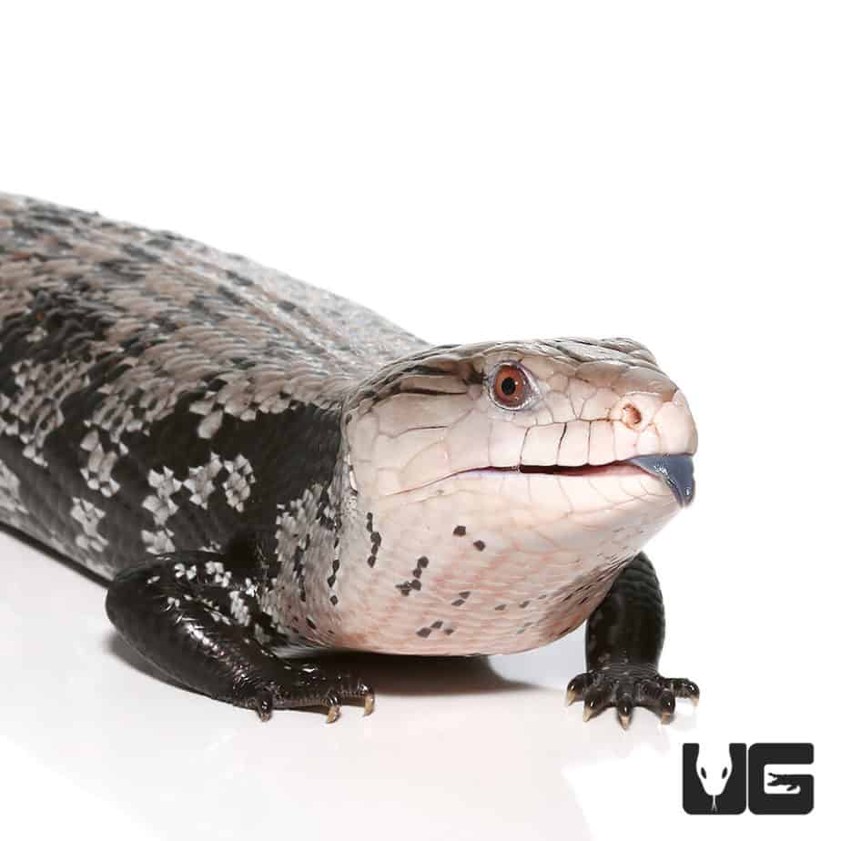 Halmahera Blue Tongue Skinks (Tiliqua gigas) For Sale - Underground ...