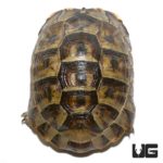 Ibera Greek Tortoises (Testudo graeca) For Sale - Underground Reptiles