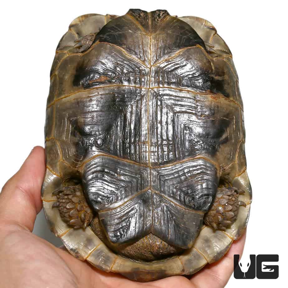 Ibera Greek Tortoises (Testudo graeca) For Sale - Underground Reptiles