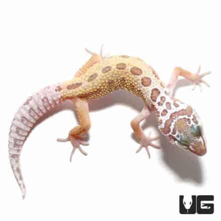 Leopard Geckos For Sale - Underground Reptiles