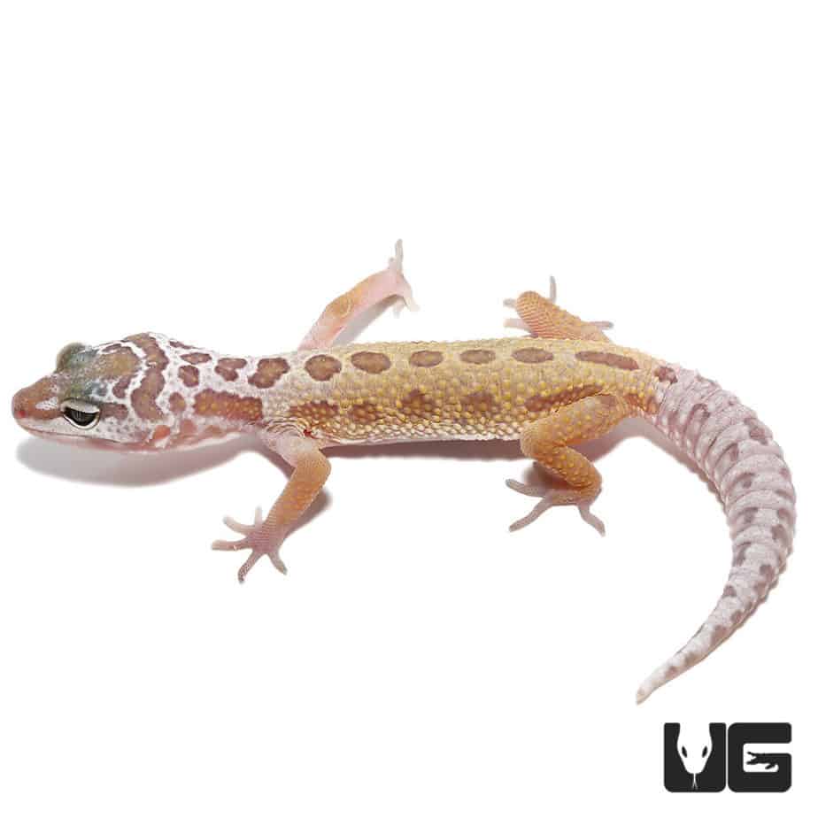 Juvenile Leucistic Leopard Geckos (Eublepharis macularius) For Sale ...