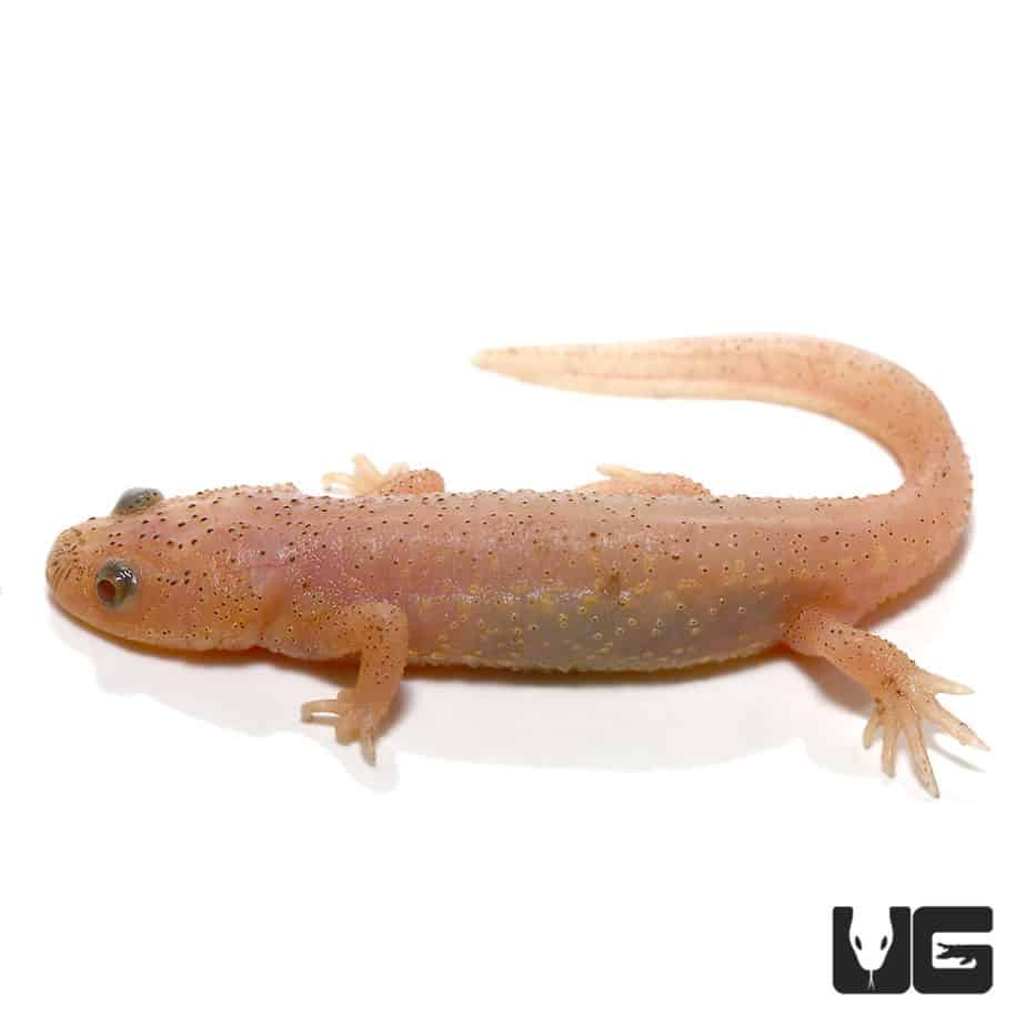 Leucistic Spanish Ribbed Newt - Underground Reptiles