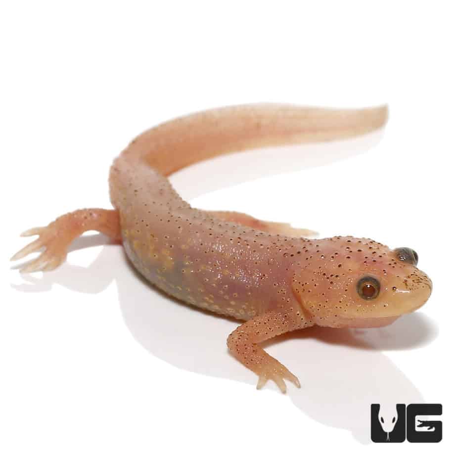 Leucistic Spanish Ribbed Newt - Underground Reptiles