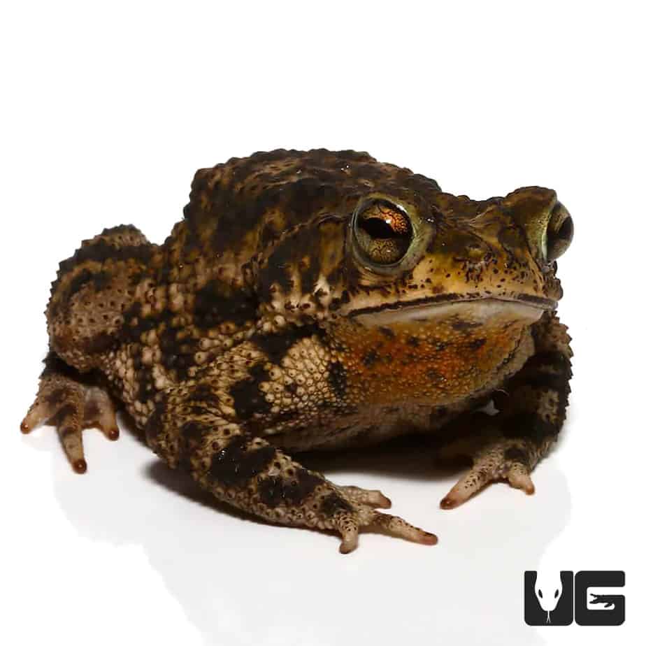 Marbled Toad (Bufo stomaticus) For Sale - Underground Reptiles Marbled Toad (Bufo stomaticus) For Sale - Underground Reptiles