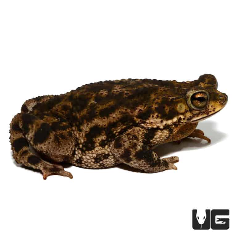 Marbled Toad (Bufo stomaticus) For Sale - Underground Reptiles
