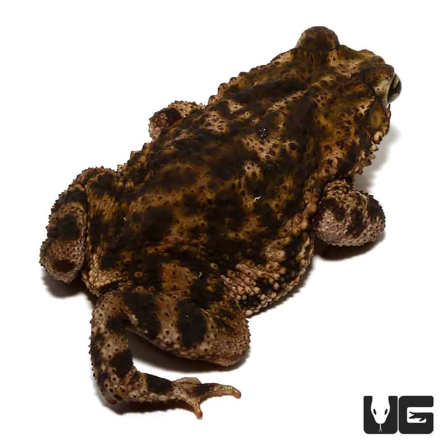 Marbled Toad (Bufo stomaticus) For Sale - Underground Reptiles