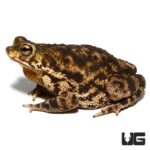 Marbled Toad (Bufo stomaticus) For Sale - Underground Reptiles